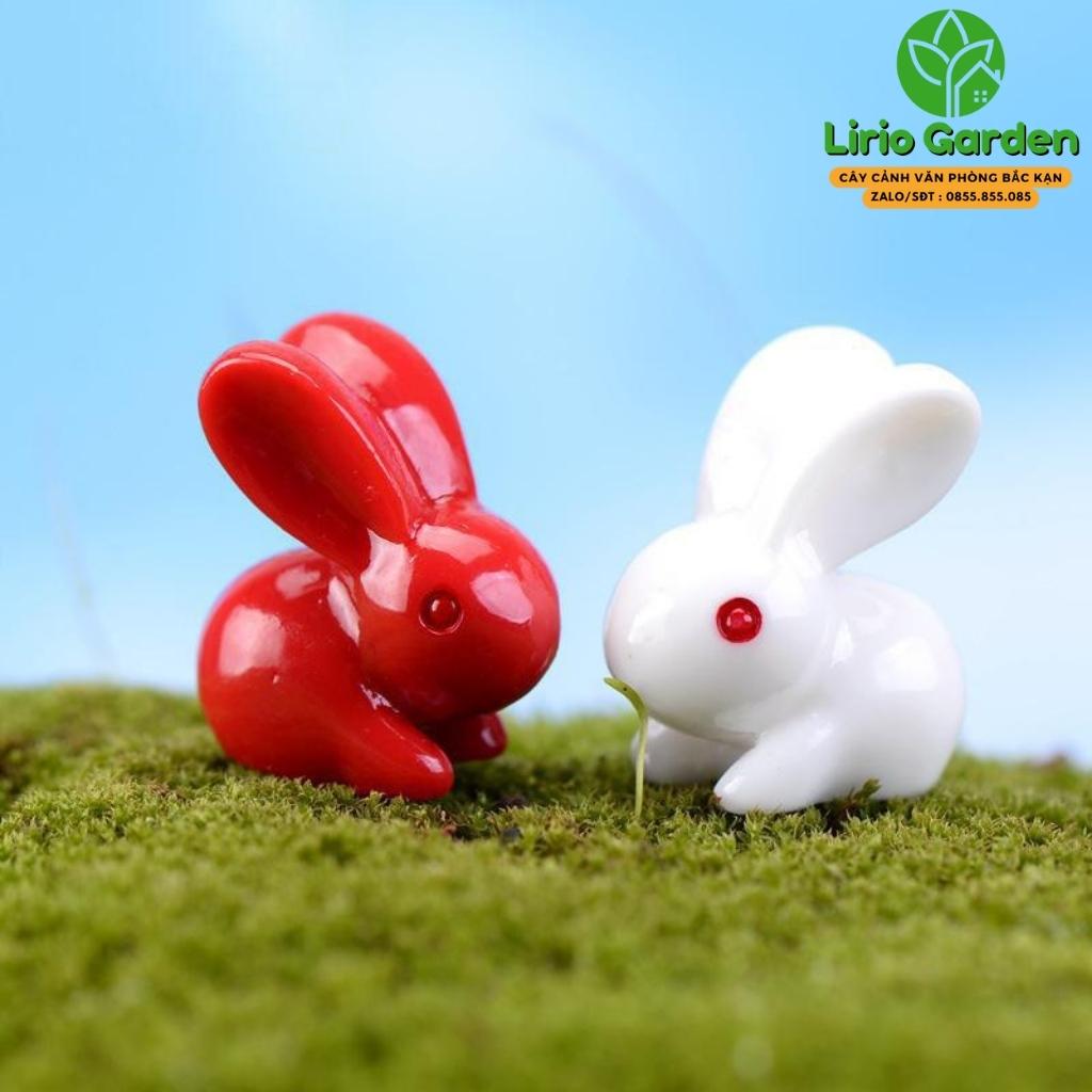 Thỏ Con Mắt Đỏ – Cây Cảnh Văn Phòng Bắc Kạn