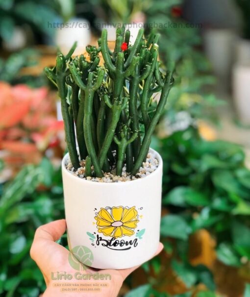 Cây Xương Rồng Sừng Hươu – Cây Cảnh Văn Phòng Bắc Kạn